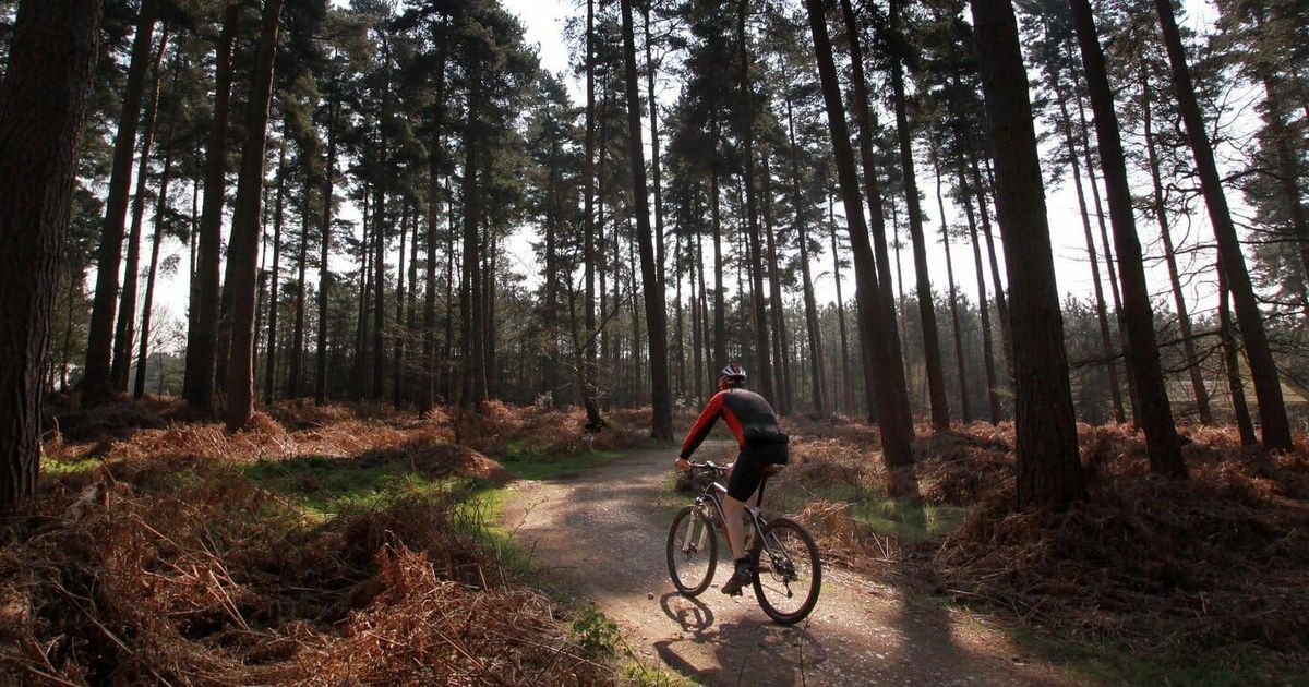 Cannock Chase Forest